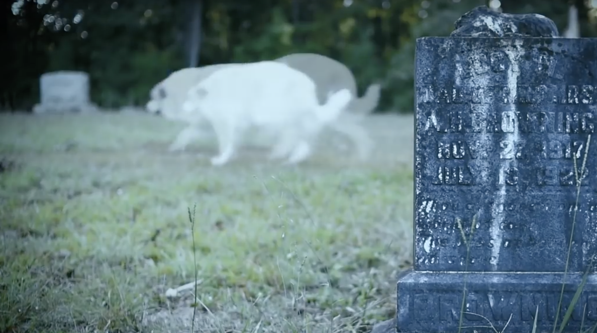 Are Pet Ghosts Real? - Psychic Mediums